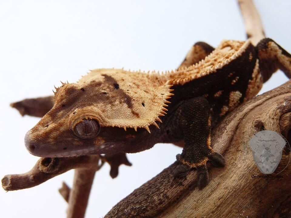 Adult Crested Geckos STUNNING | Reptile Forums